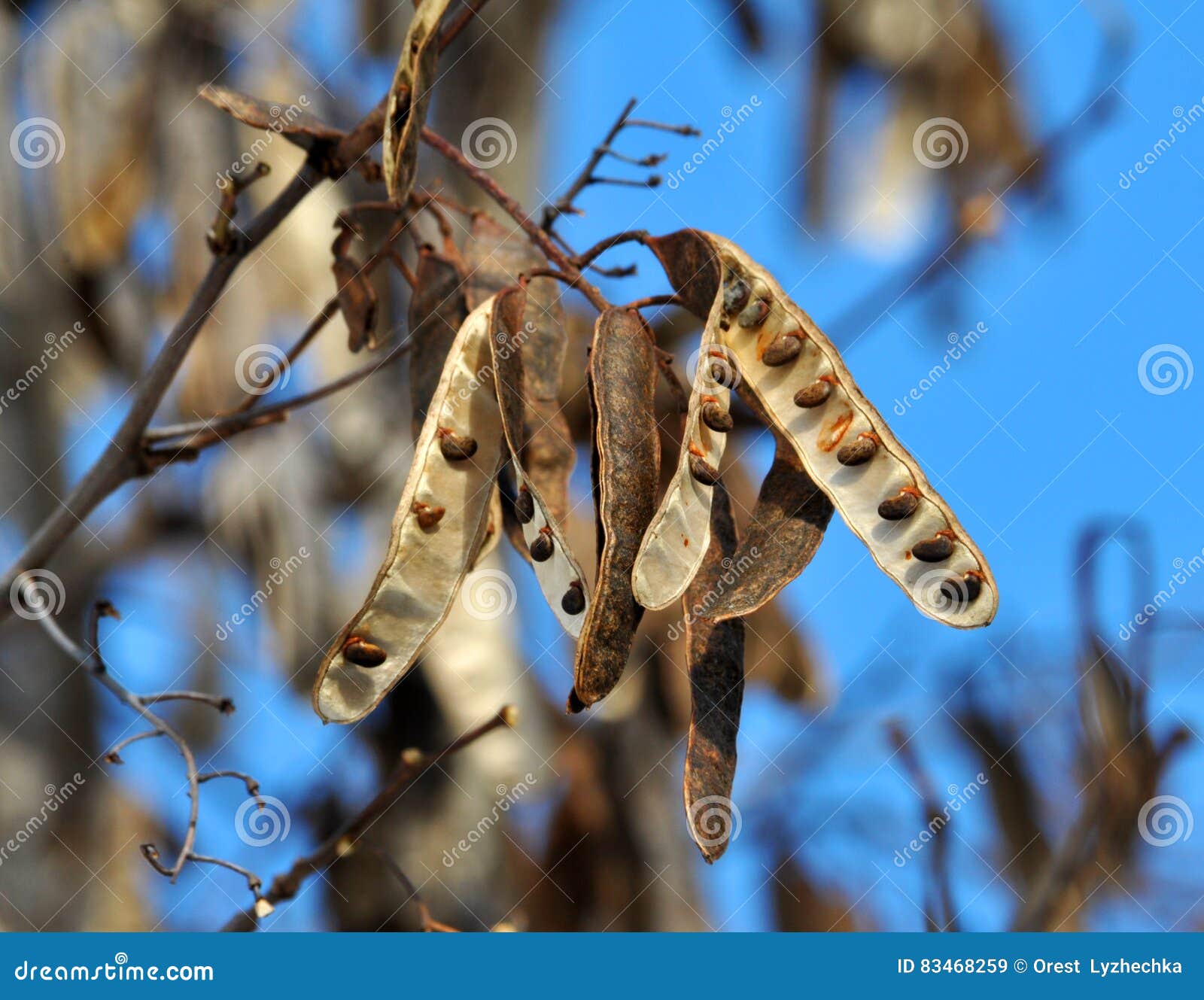 White Acacia Pods with Seeds_2 Stock Image - Image of pods, bush: 83468259