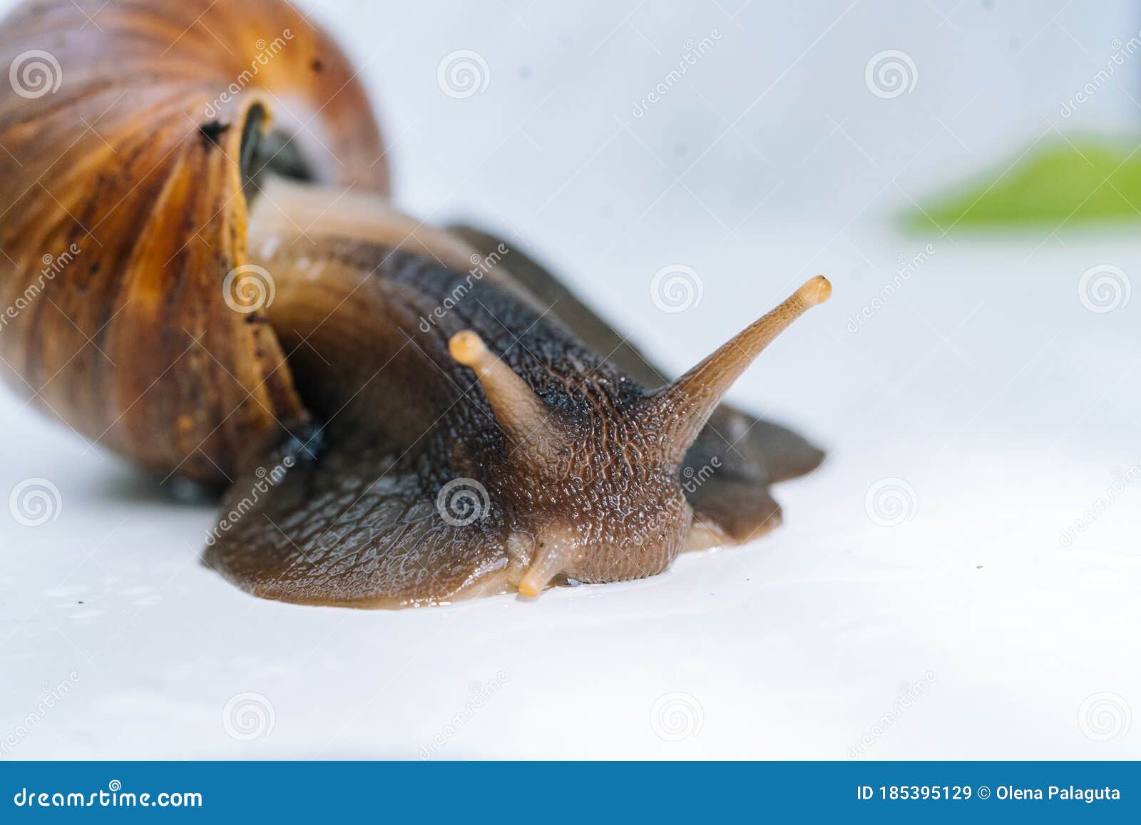 White Achatina Snail With Dark Shell Crawling Near White Alarm Clock On