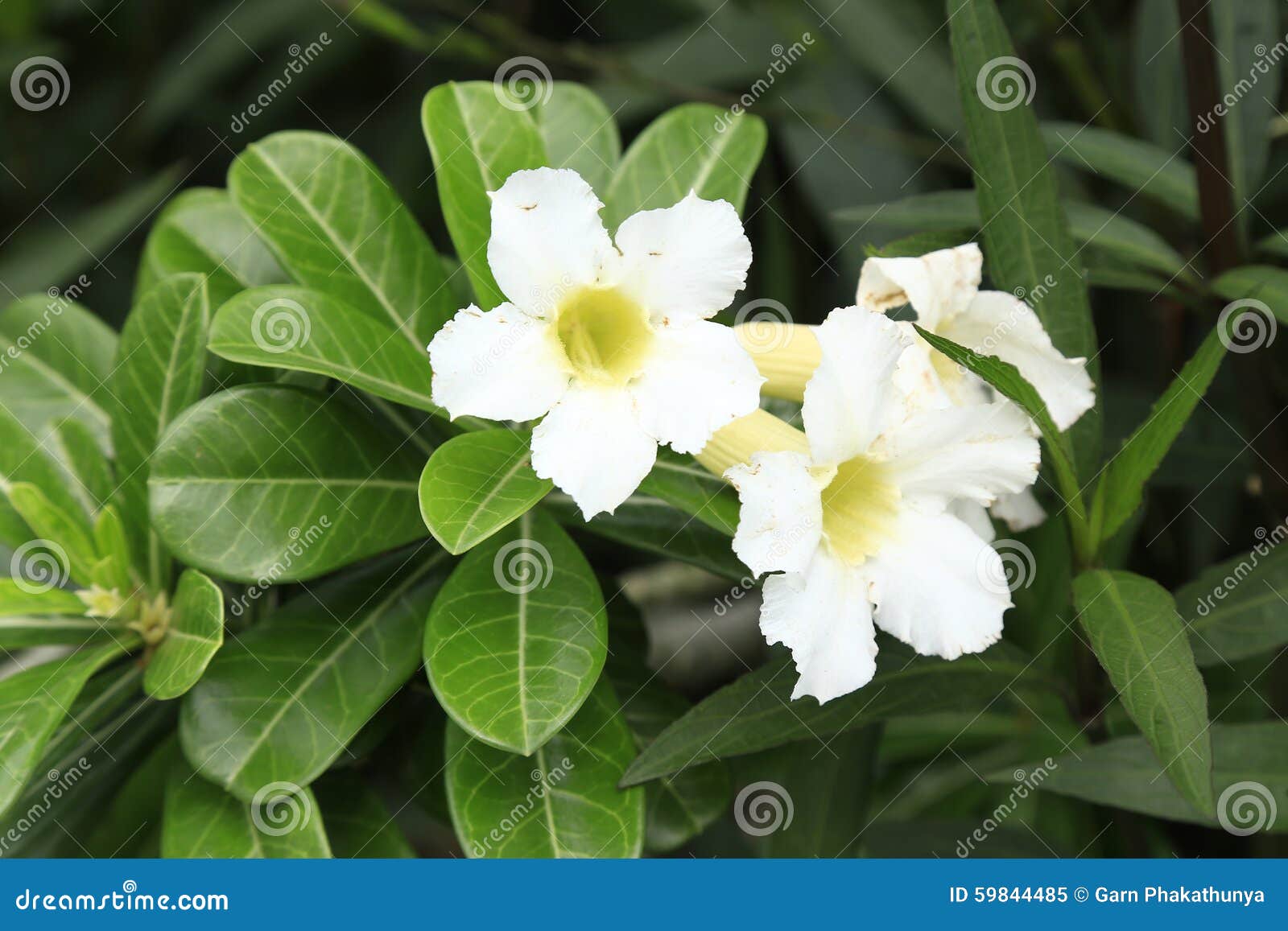 White Adenium Blooming or Adenium Obesum Stock Image - Image of beauty ...