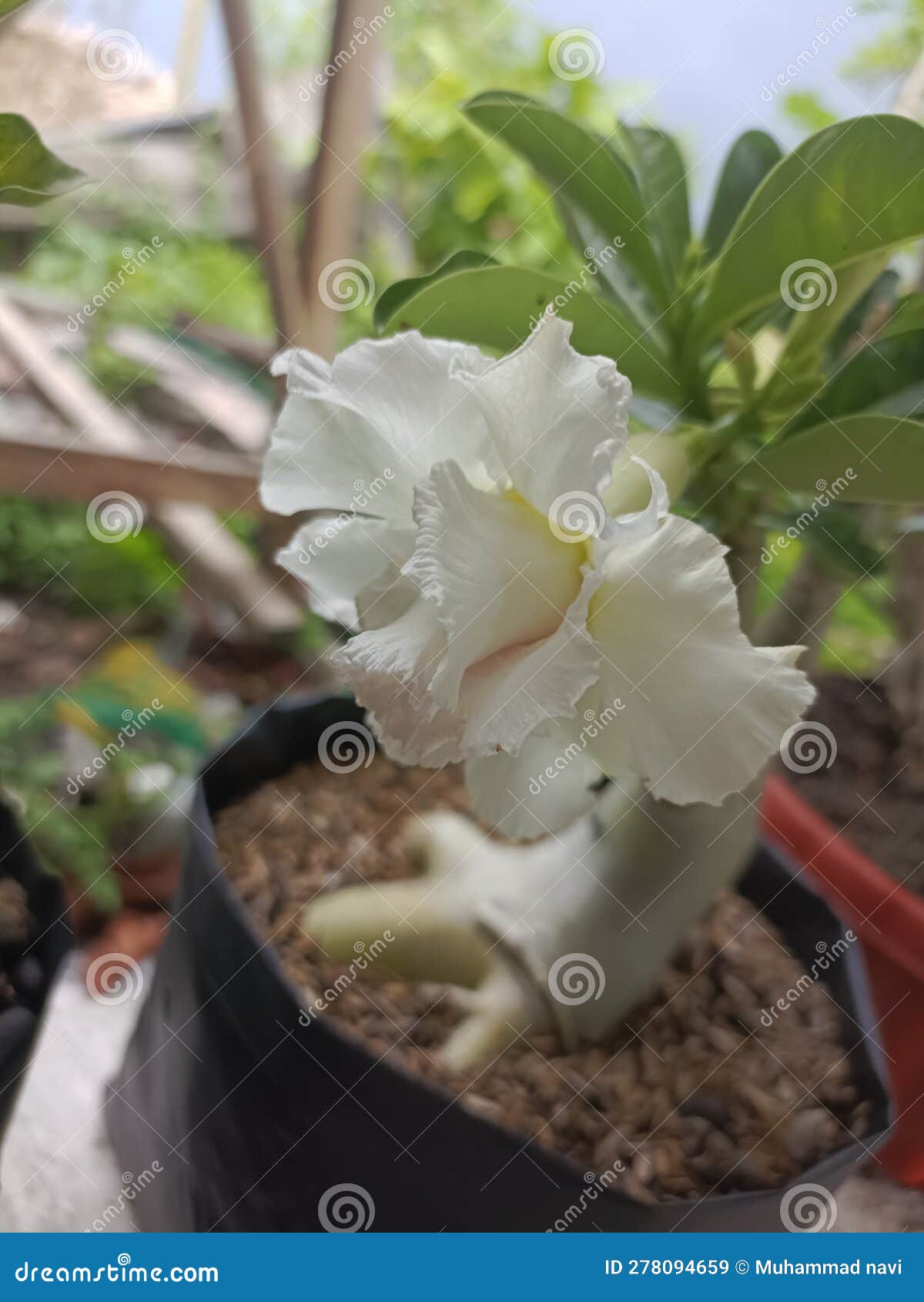 White Adenium flower stock image. Image of white, beautiful - 278094659