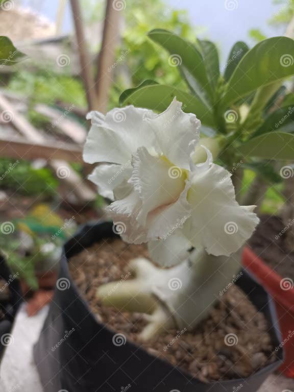 White Adenium flower stock image. Image of white, beautiful - 278094659