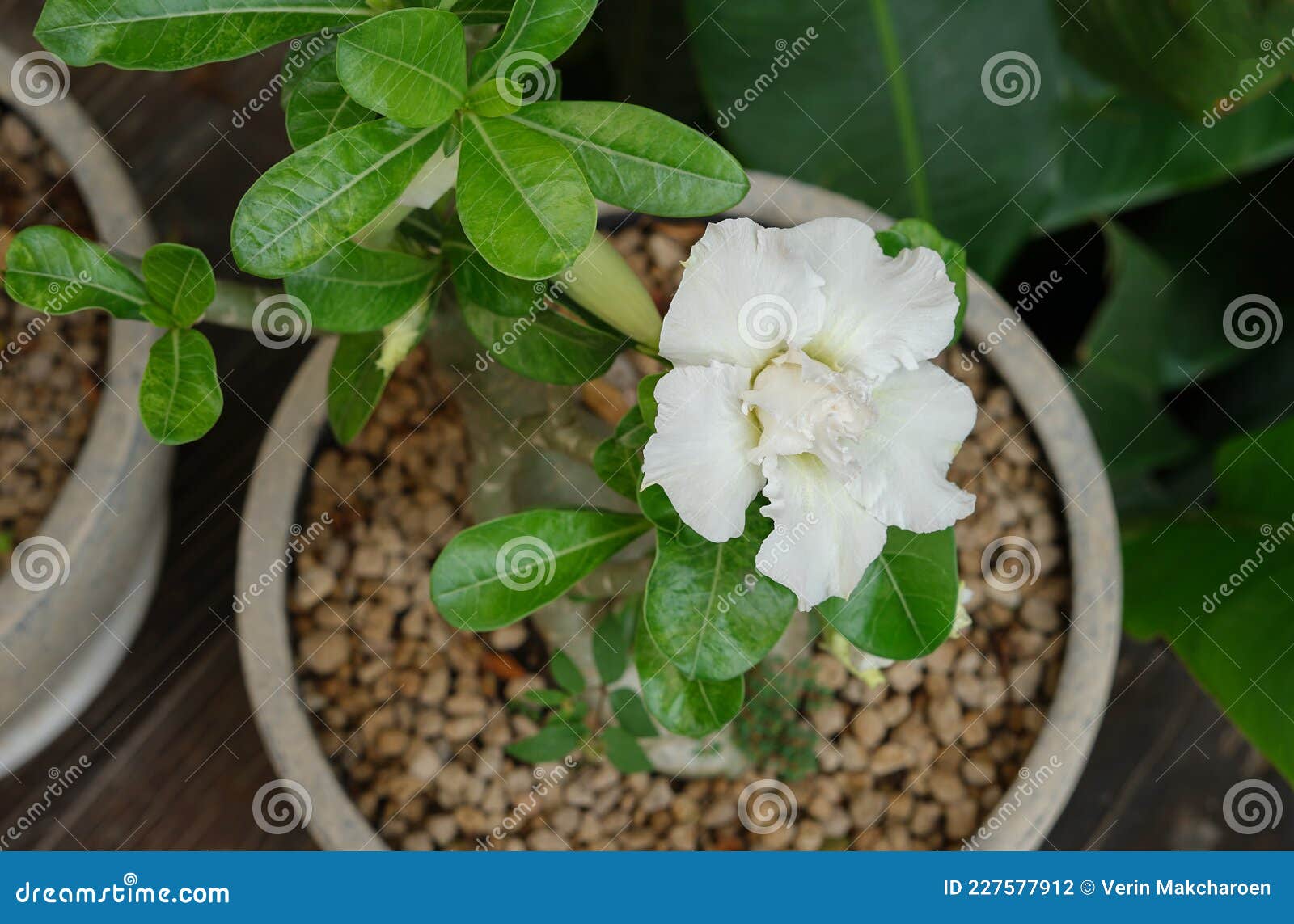 White Adenium Flower in a Pot Stock Photo - Image of freshness, bonsai ...