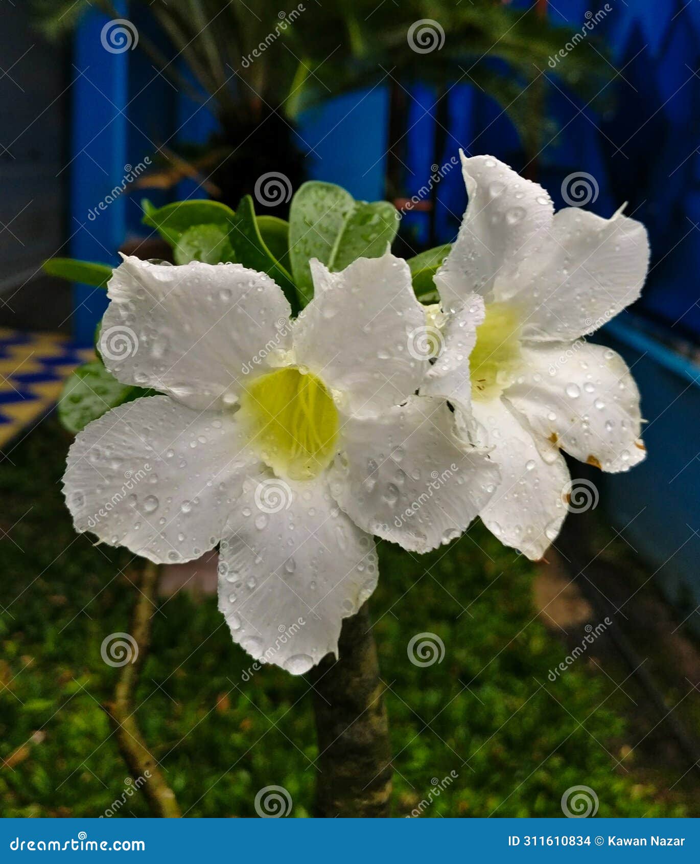 White Adenium Flowers after Rain Stock Photo - Image of flowers, white ...
