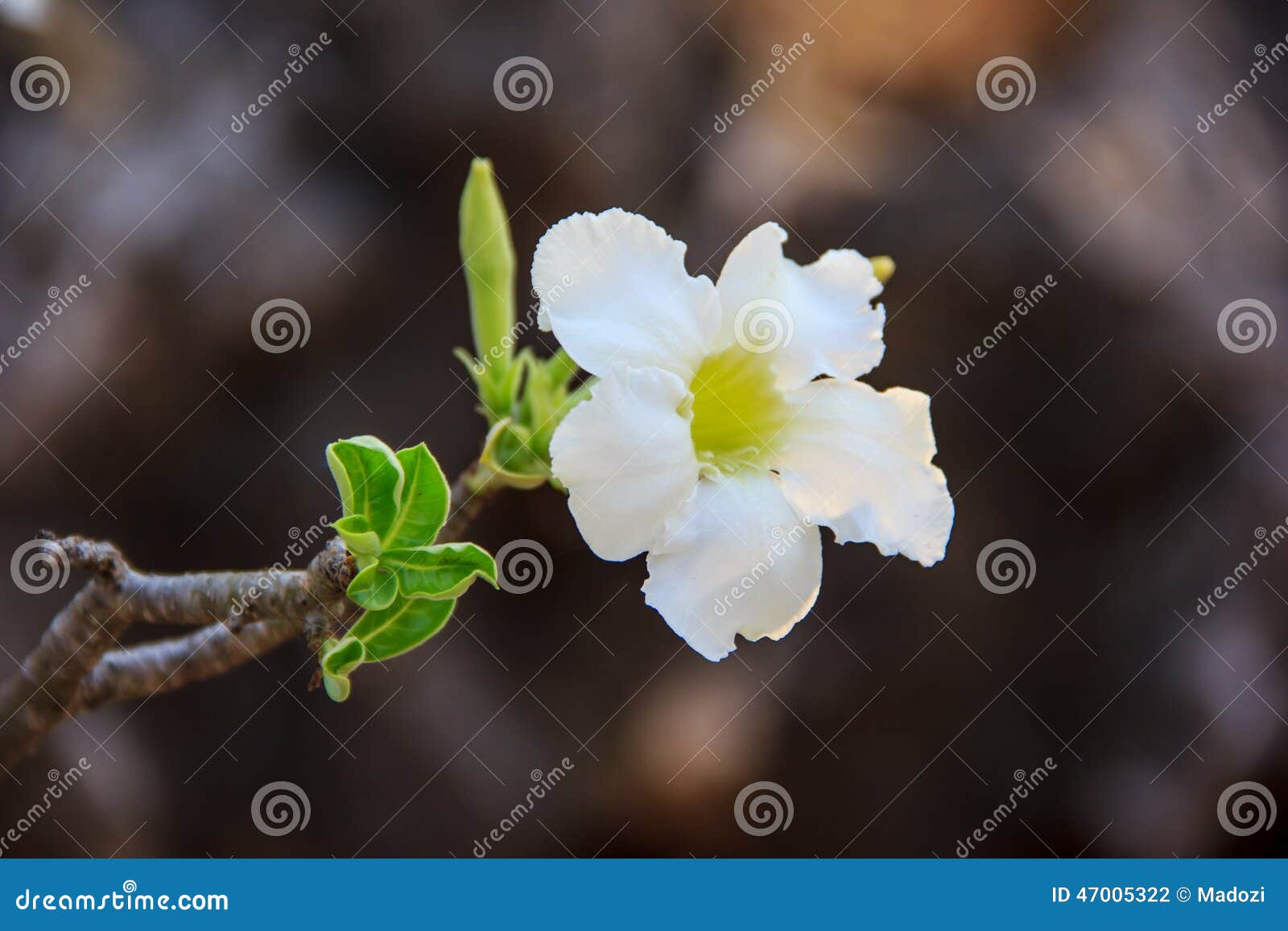 White Adenium Obesum Flower Stock Photo - Image of leaf, blossom: 47005322