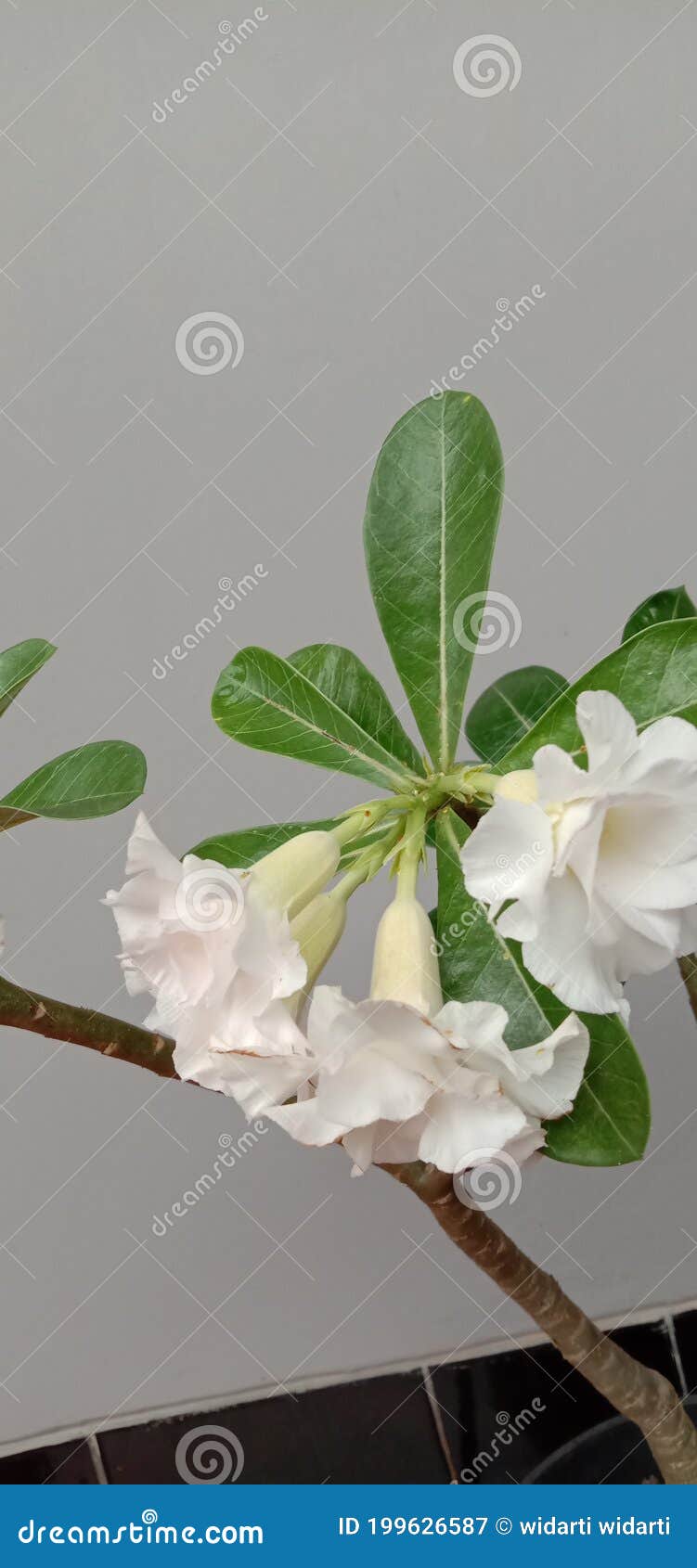 White adenium stock image. Image of leaf, petal, white - 199626587