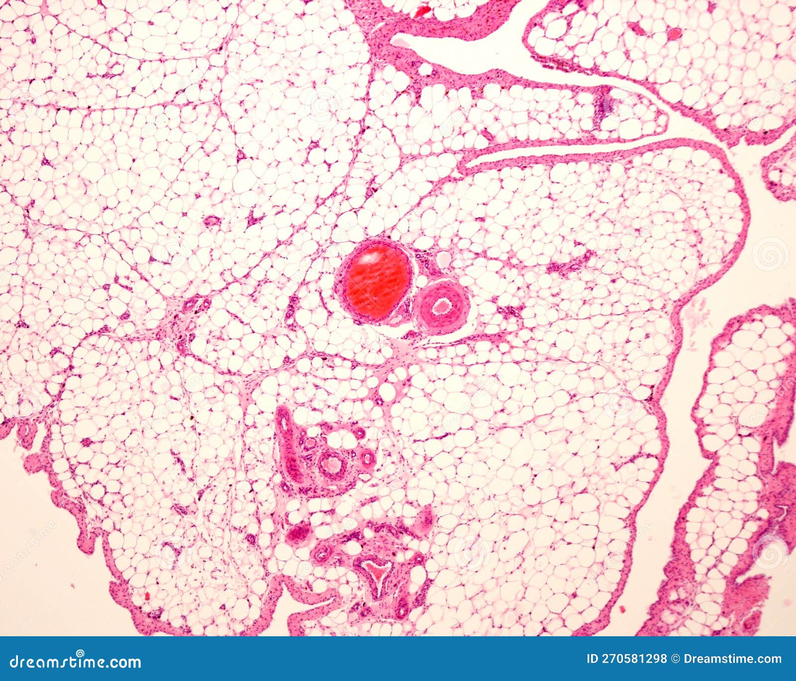 Adipose tissue stock photo. Image of cell, microscope - 270581298