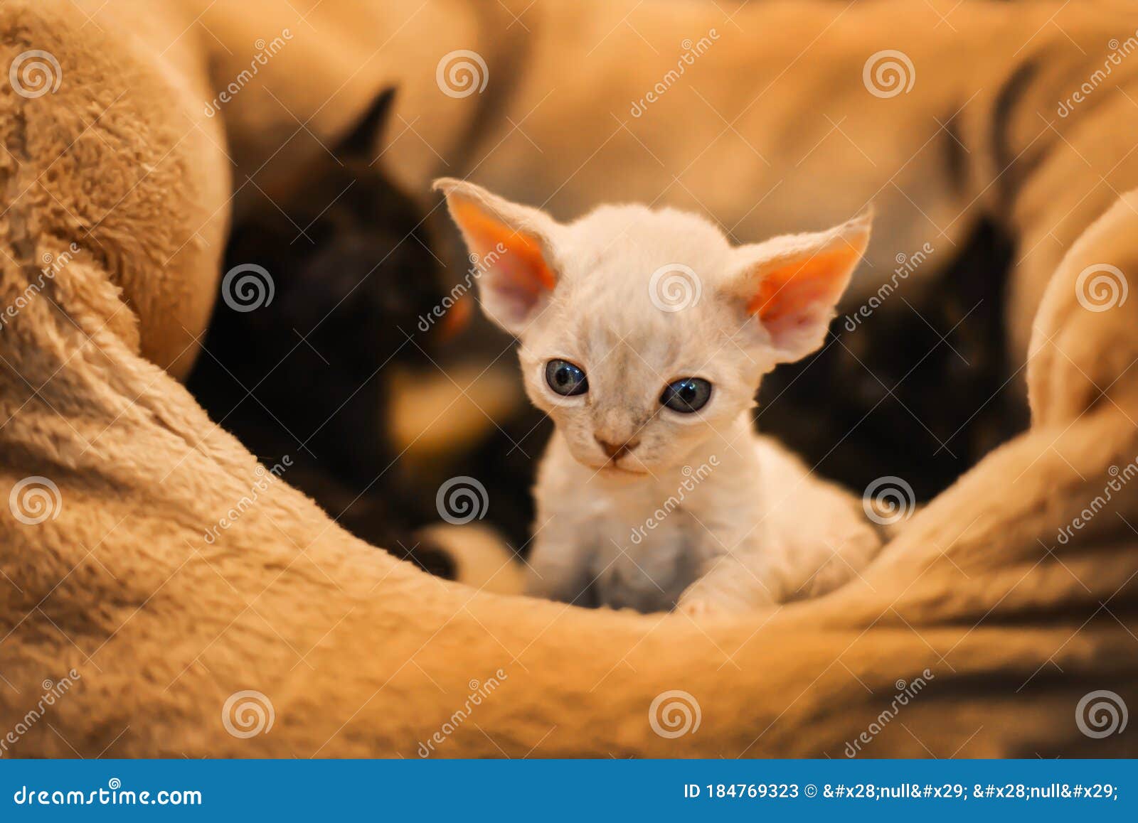 White Adorable Devon Rex Baby Kitty Closeup, so Small Cat Stock Image ...