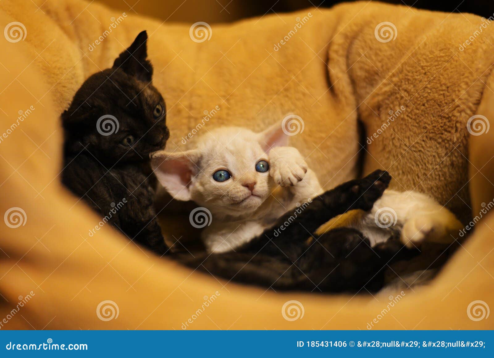 White Adorable Devon Rex Baby Kitty Closeup, so Small Cat Stock Photo ...
