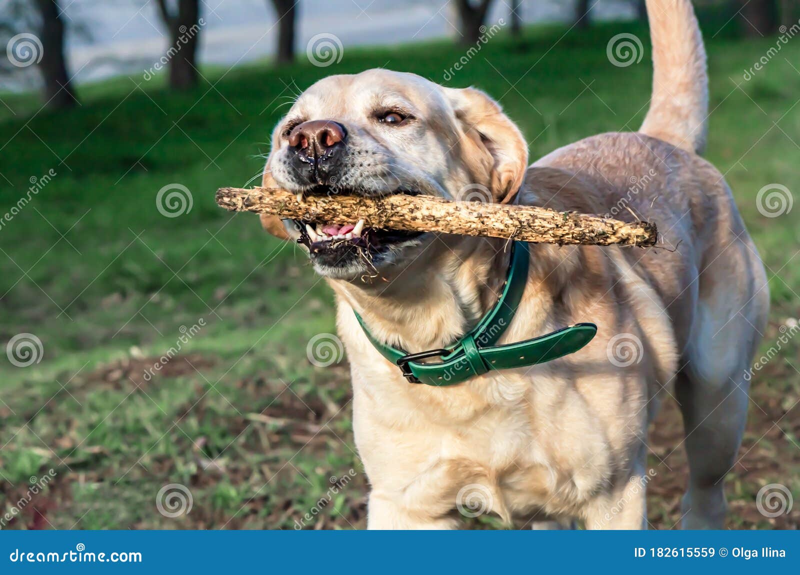 White Adorable Labrador with Stick Runs Outdoors Stock Image - Image of ...