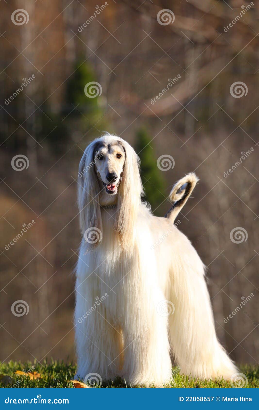 White afghan hound stock image. Image of grooming, attentive - 22068657