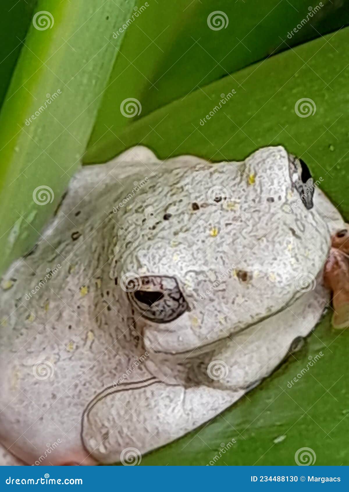 White African Marble Reed Frog Stock Photo - Image of green, plant ...