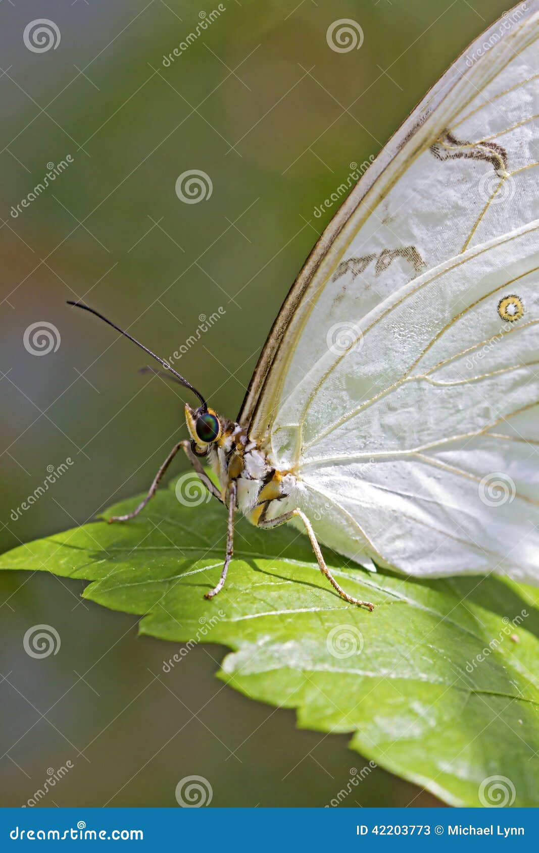 White african Moth stock image. Image of green, garden - 42203773