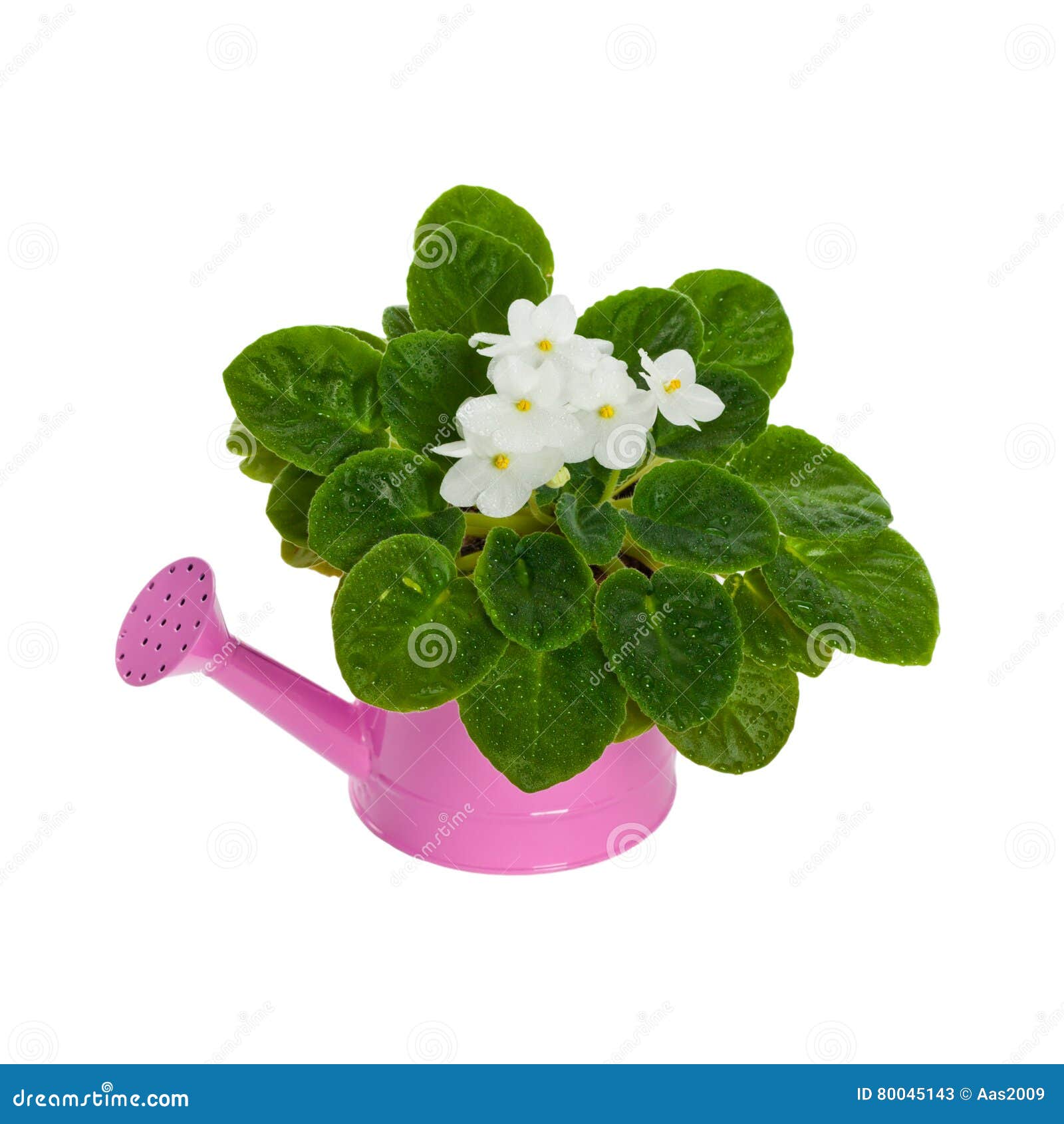 White African Violets stock image. Image of gardening - 80045143