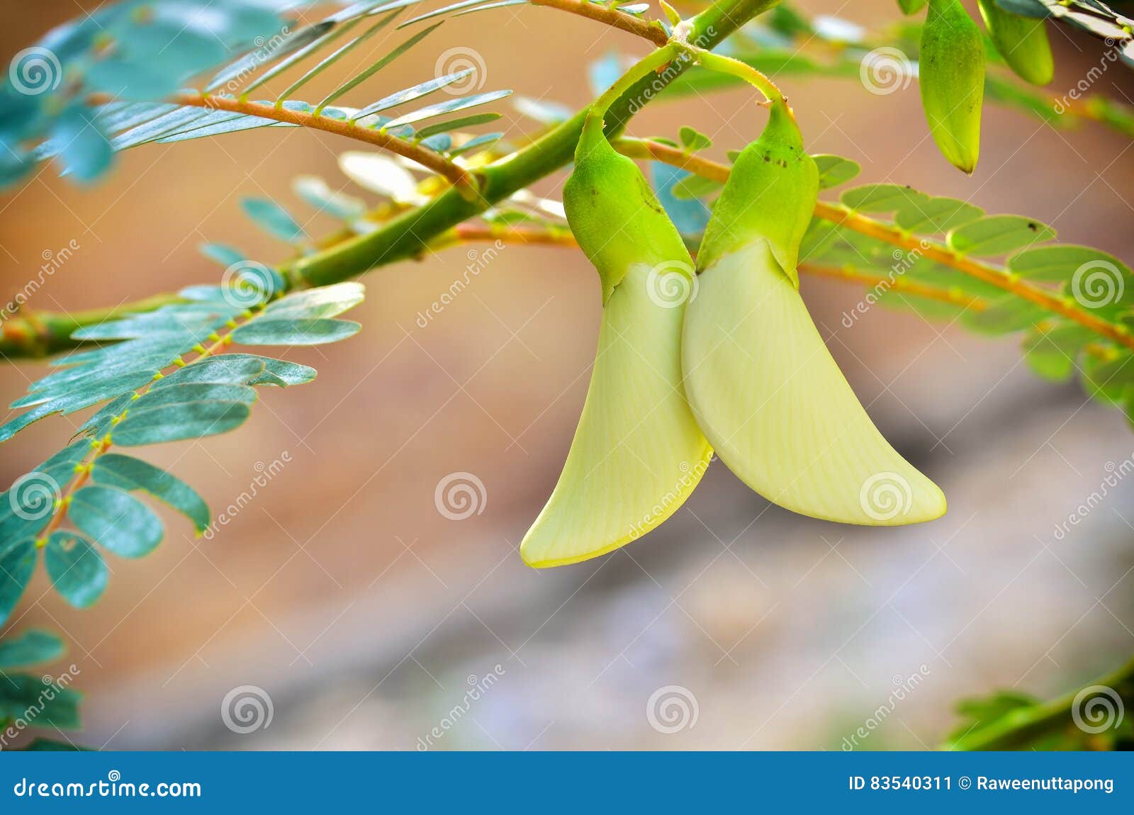 White agasta flower stock image. Image of vegetable, plant - 83540311