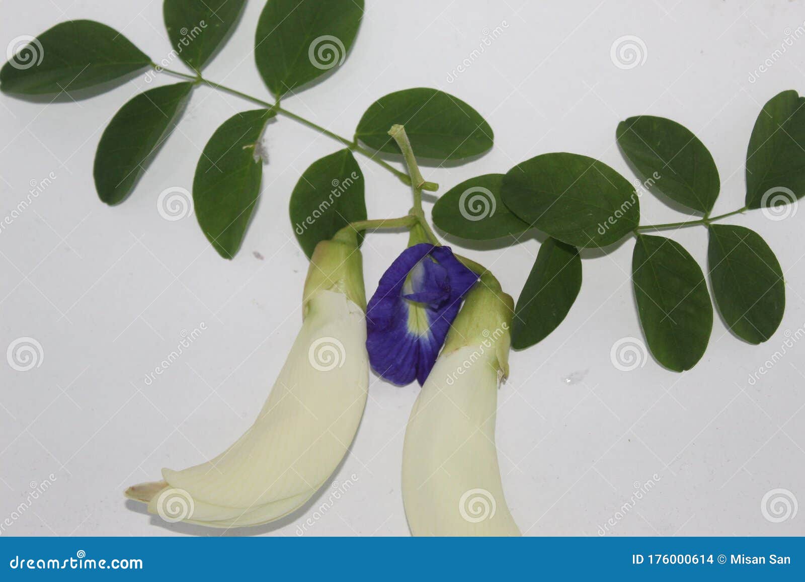 White Agati Flower from Central Indonesia Stock Photo - Image of exotic ...