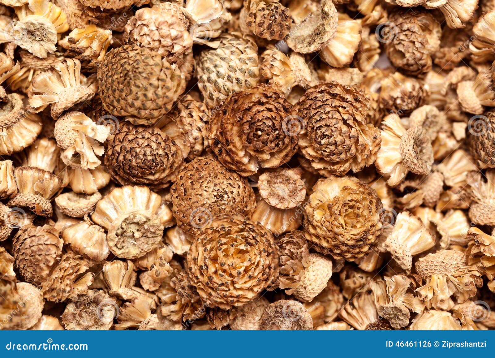 White Akarkara Seeds ( Anacyclus Pyrethrum ) Stock Photo - Image of ...