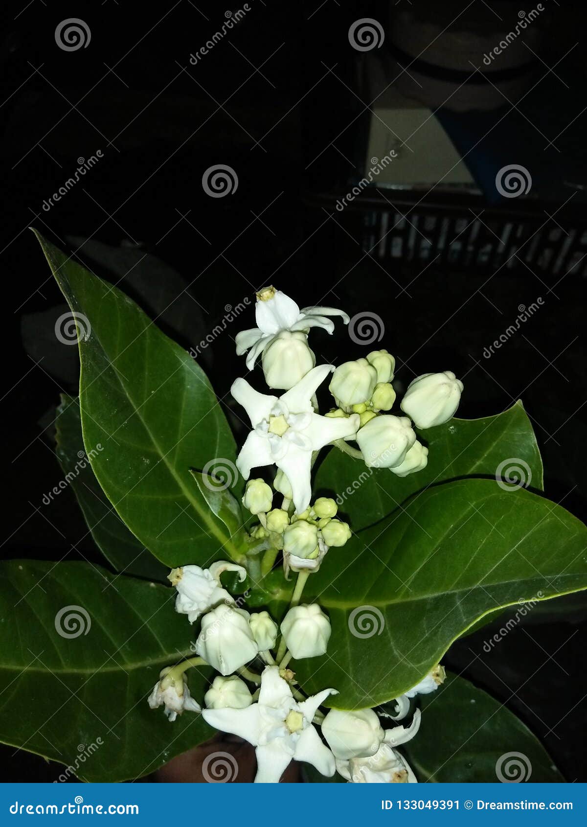 White Akondo & X28;Akk& X29;flower Stock Image - Image of white, akondo ...