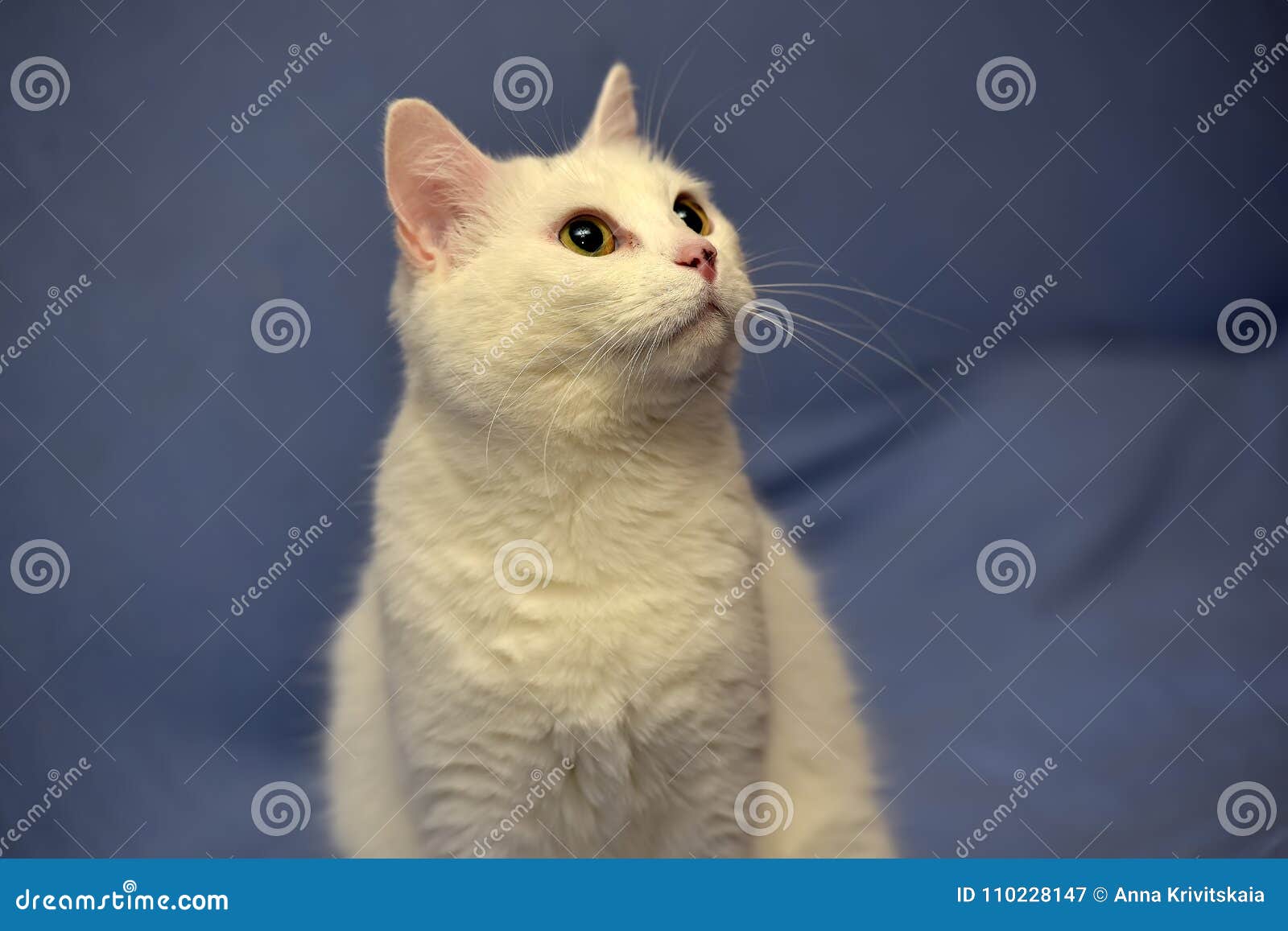 White albino cat stock image. Image of alert, domestic - 110228147