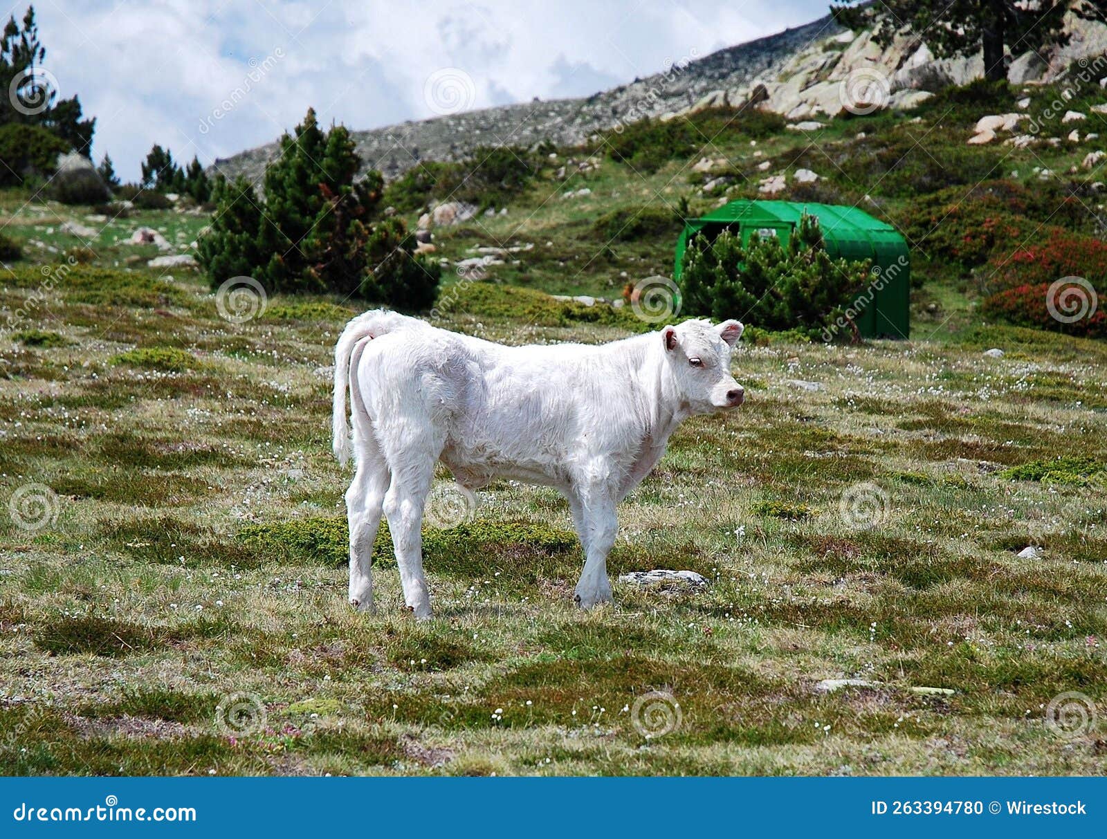 White Albino Cow Standing on a Field Stock Photo - Image of field ...