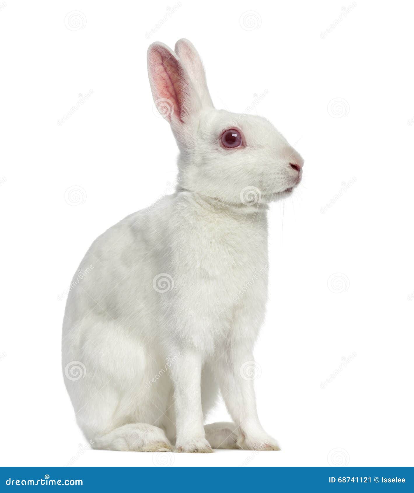 White Albino Hare Isolated on White Stock Image - Image of rabbit ...
