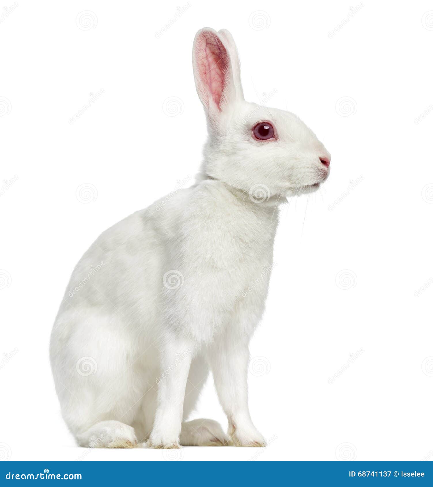 White Albino Rabbit Stock Photography | CartoonDealer.com #41478530