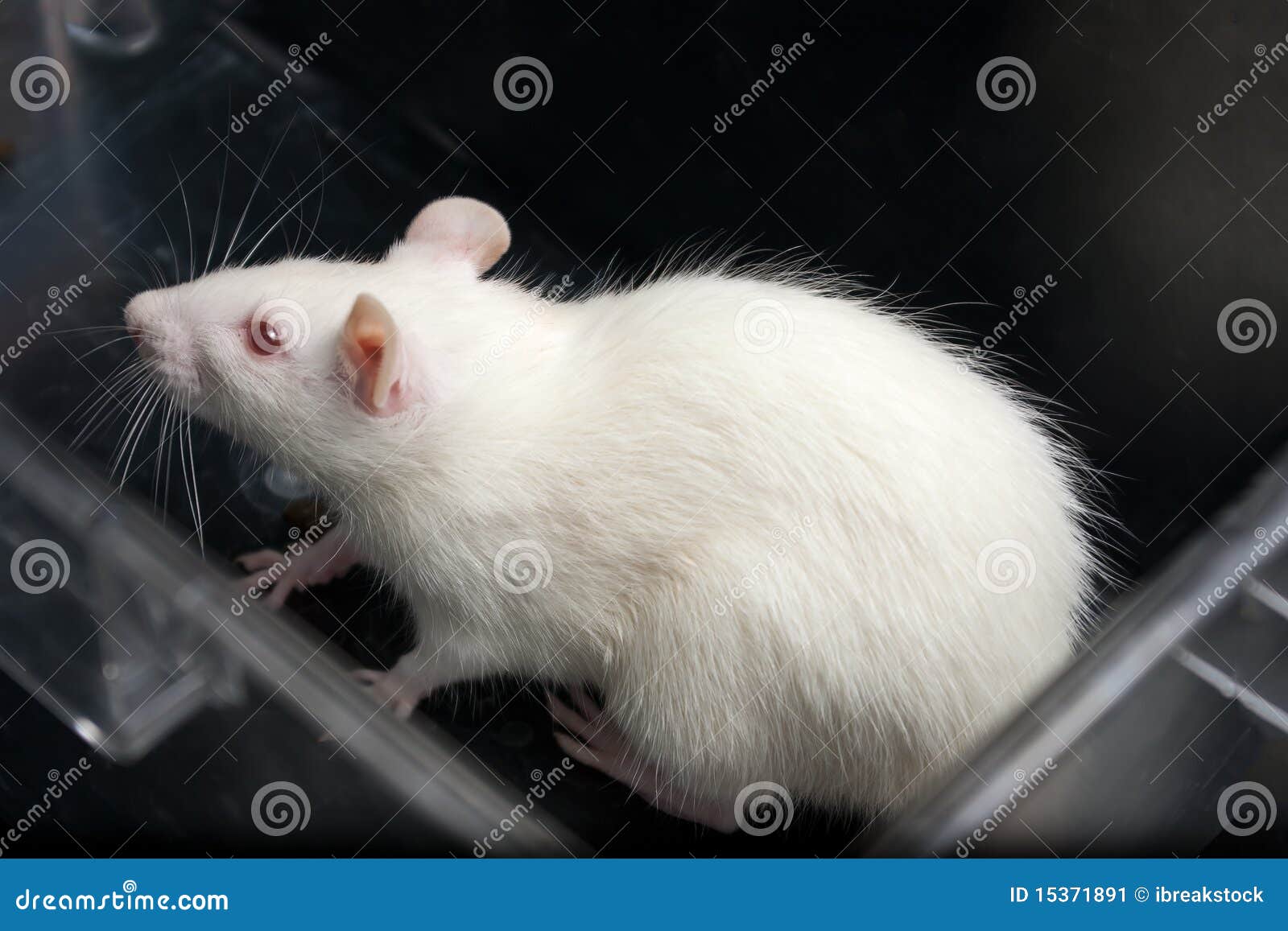 White (albino) Laboratory Rat in Acrylic Cage Stock Image - Image of ...
