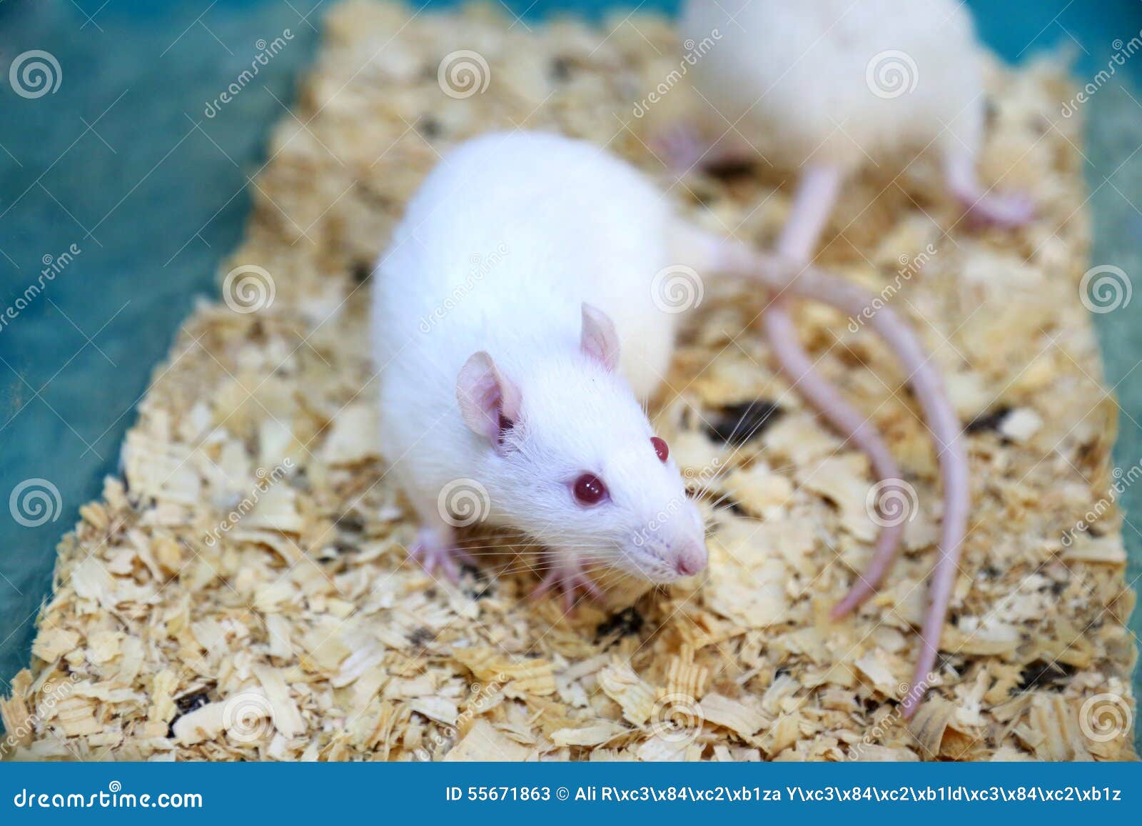 White (albino) Laboratory Rat Stock Image - Image of genetical ...