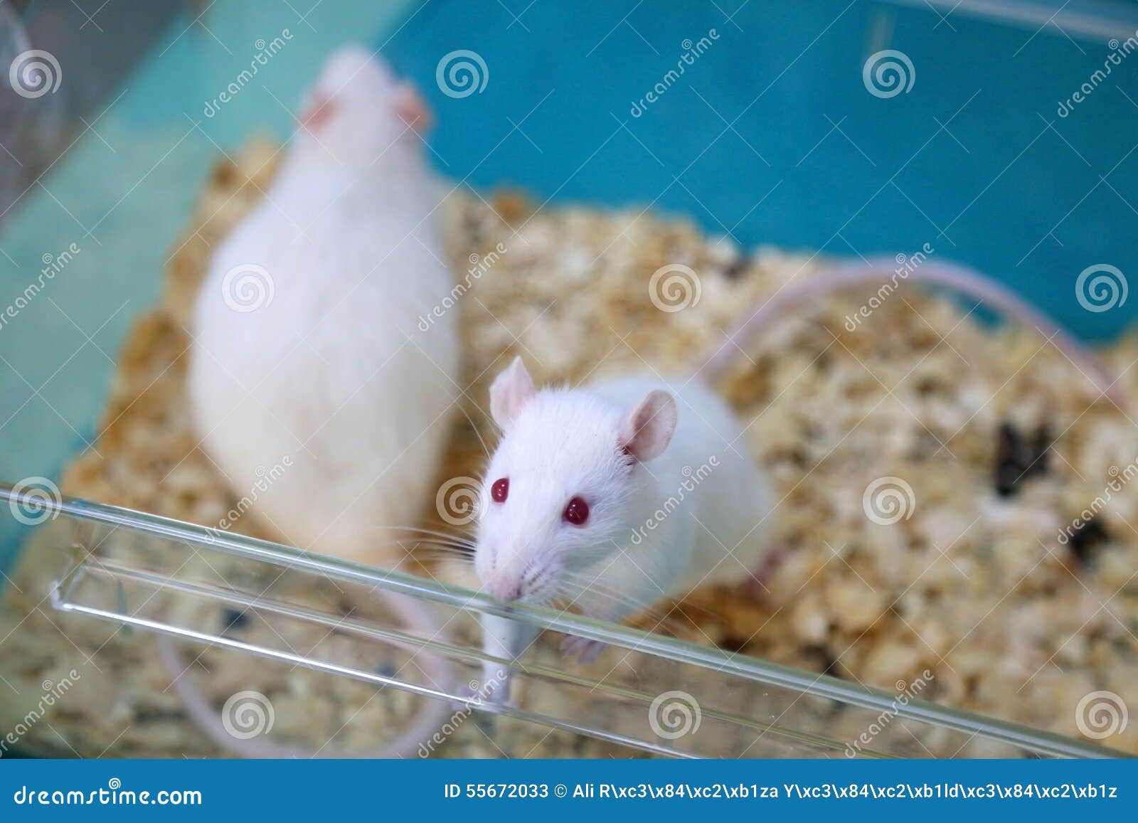 White (albino) Laboratory Rat Stock Image - Image of drug, anatomy ...