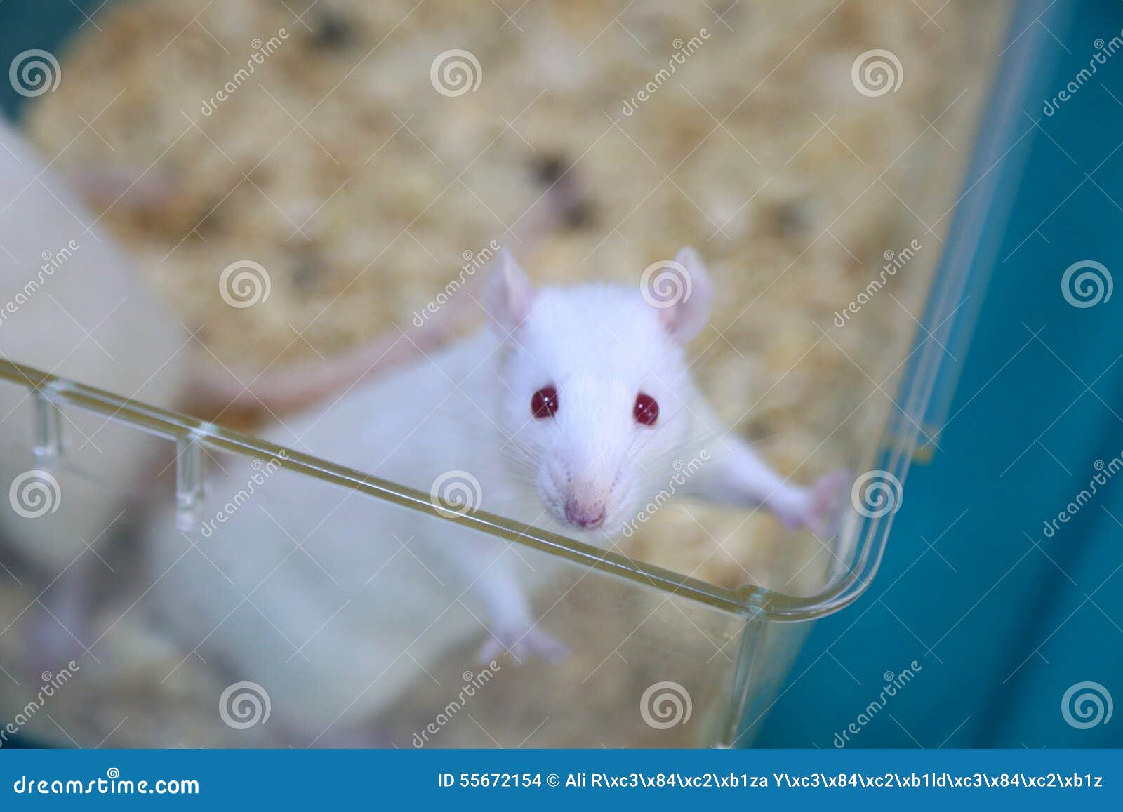 White (albino) Laboratory Rat Stock Photo - Image of baby, belly: 55672154