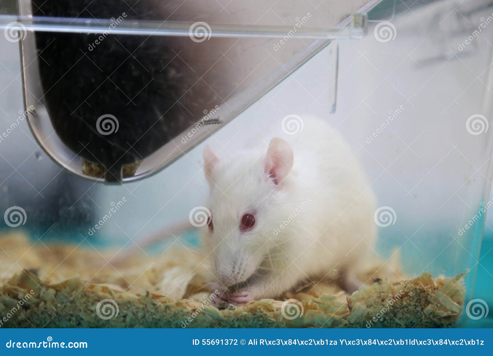 White (albino) Laboratory Rat Stock Photo - Image of genetic, cage ...