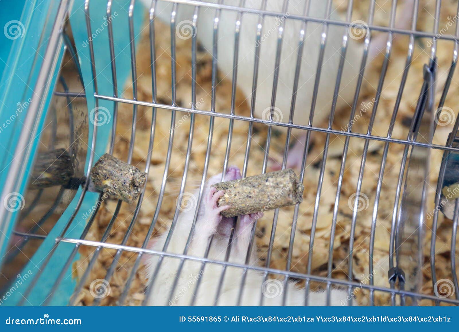 White (albino) Laboratory Rat Eating in Cage Stock Image - Image of ...