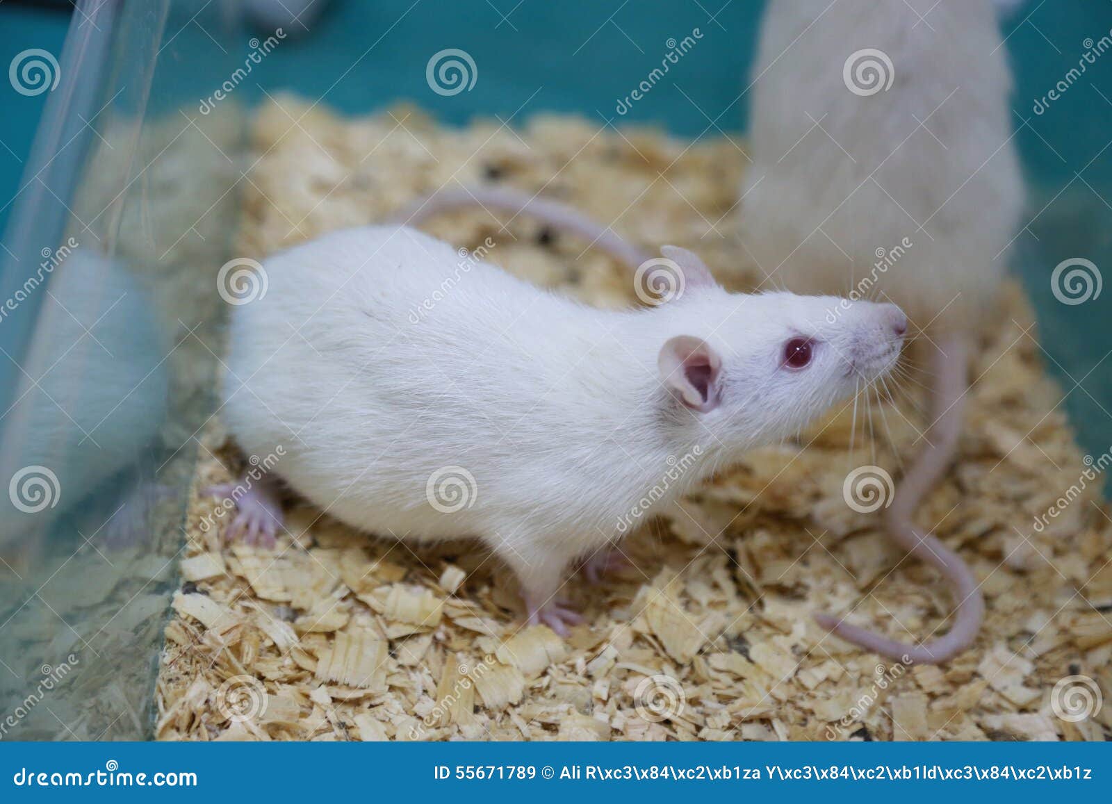White (albino) Laboratory Rats Stock Image - Image of baby, animal ...