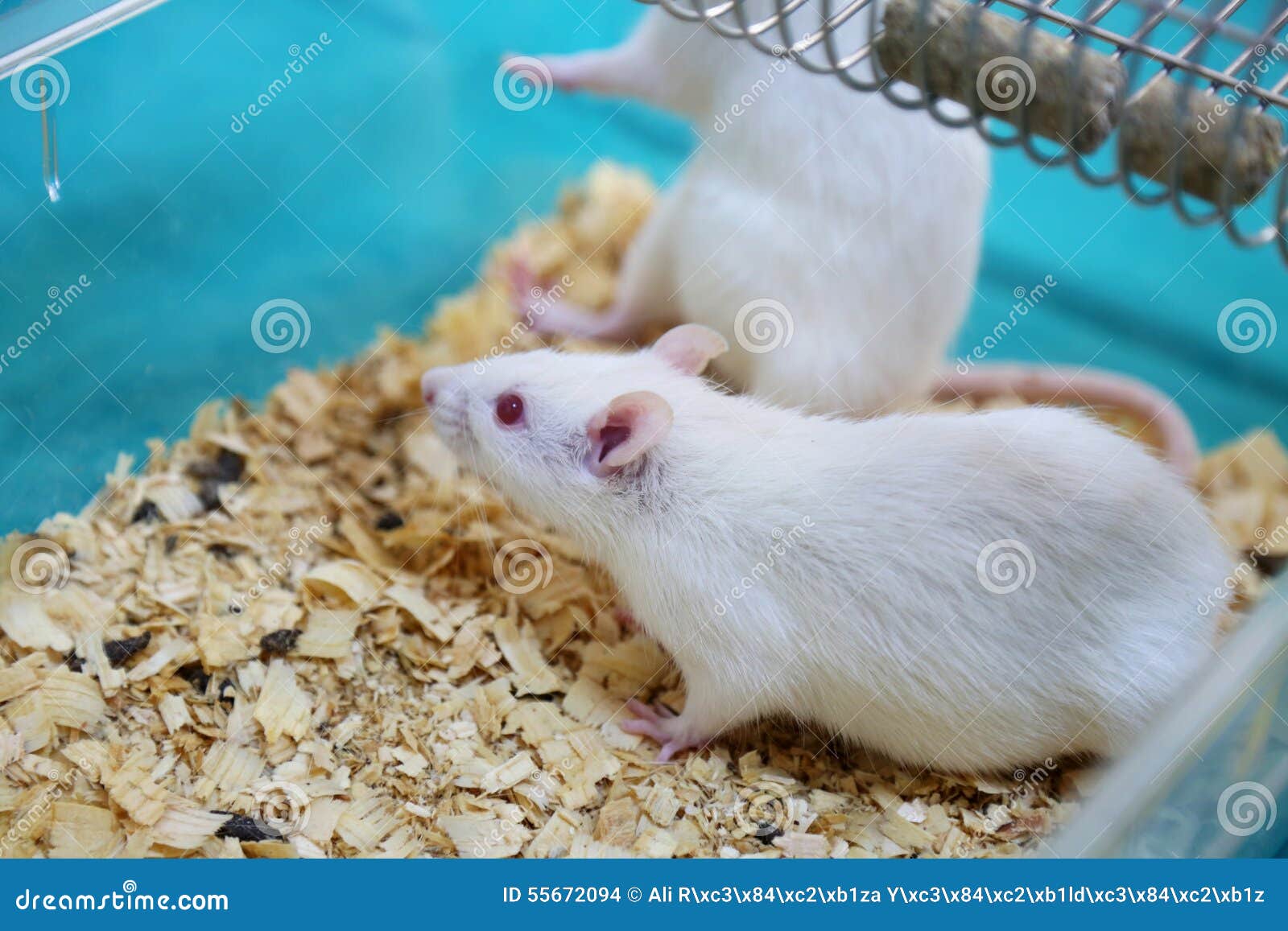 White (albino) Laboratory Rats Stock Photo - Image of grasp, gene: 55672094