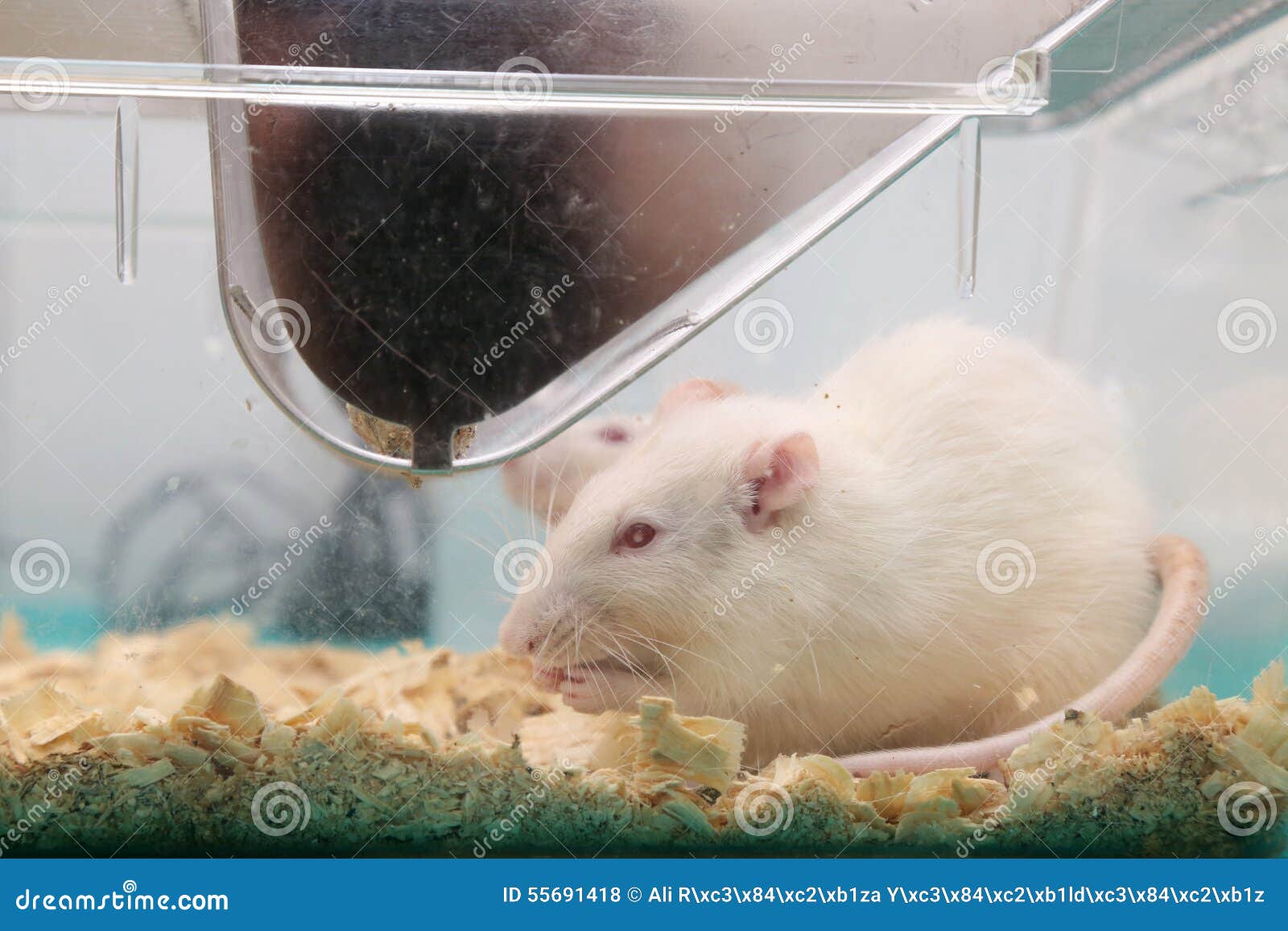 White (albino) Laboratory Rats Stock Photo - Image of cute, disease ...