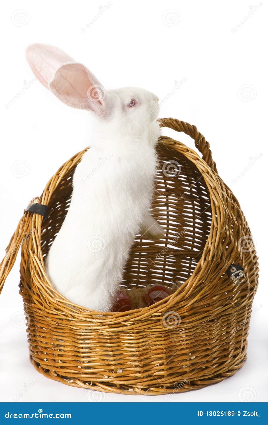 White Albino Rabbit in Basket Stock Image - Image of soft, basket: 18026189