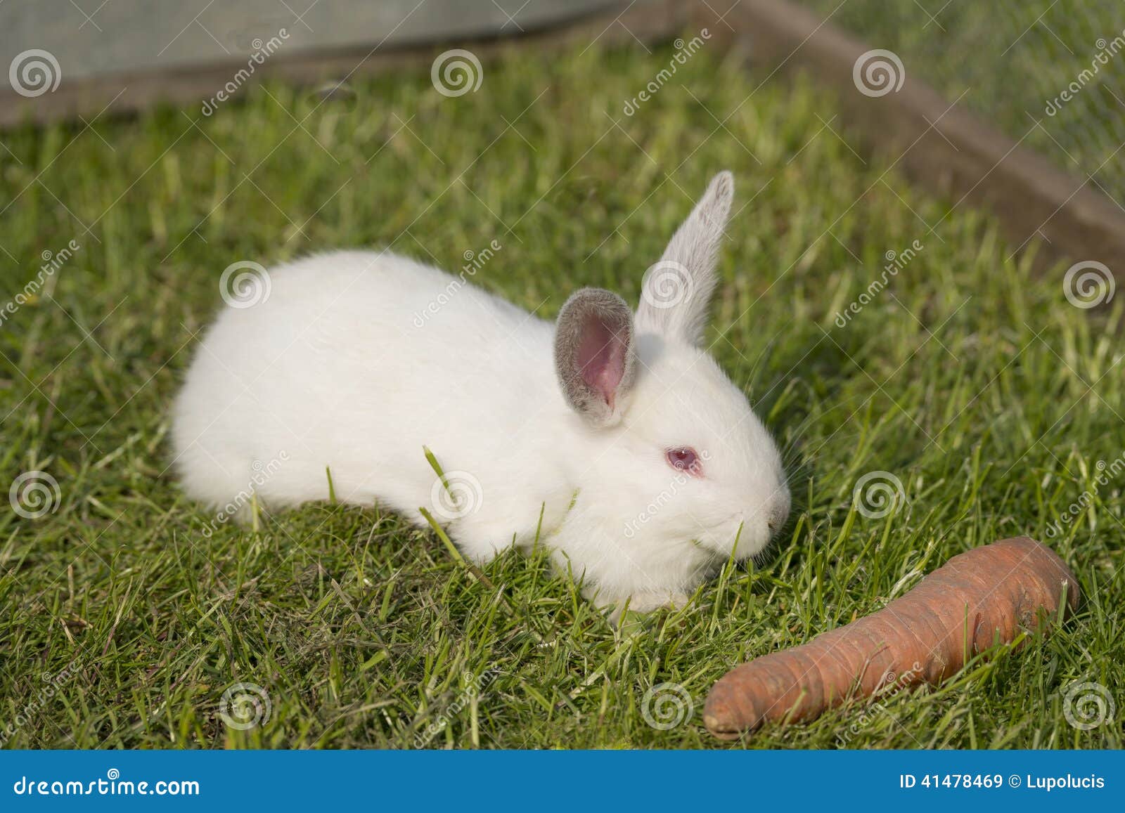 White albino rabbit stock image. Image of mammal, cage - 41478469