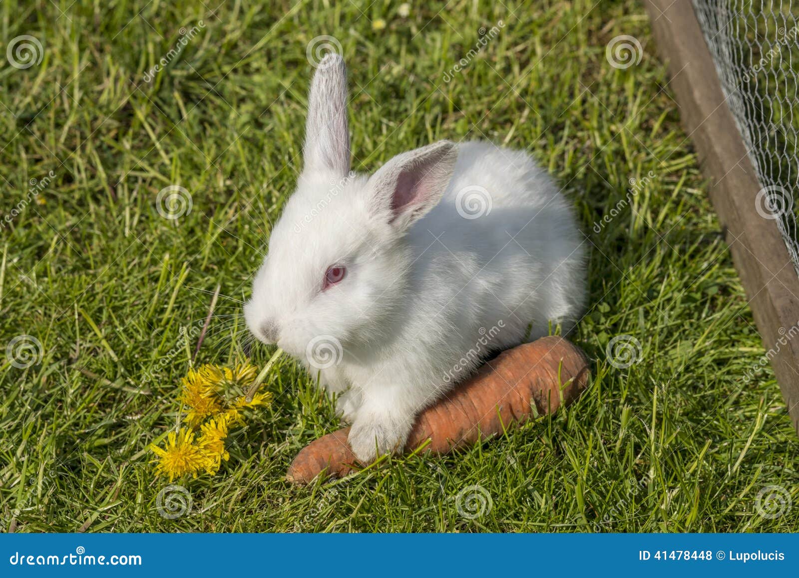 White albino rabbit stock photo. Image of environment - 41478448