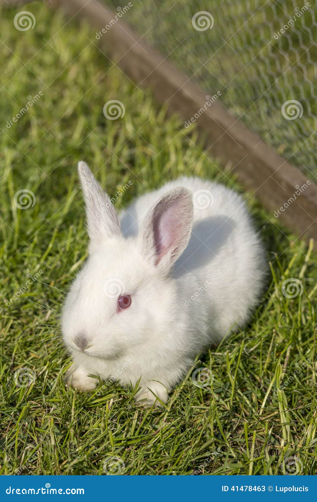 White albino rabbit stock image. Image of easter, purity - 41478463