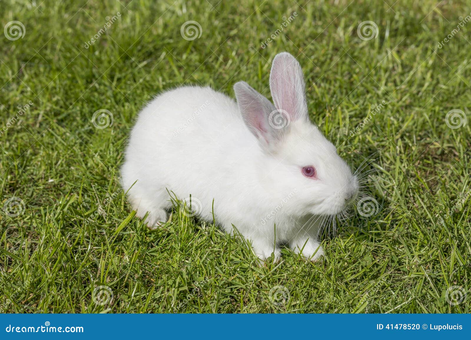 White albino rabbit stock photo. Image of friendly, purity - 41478520