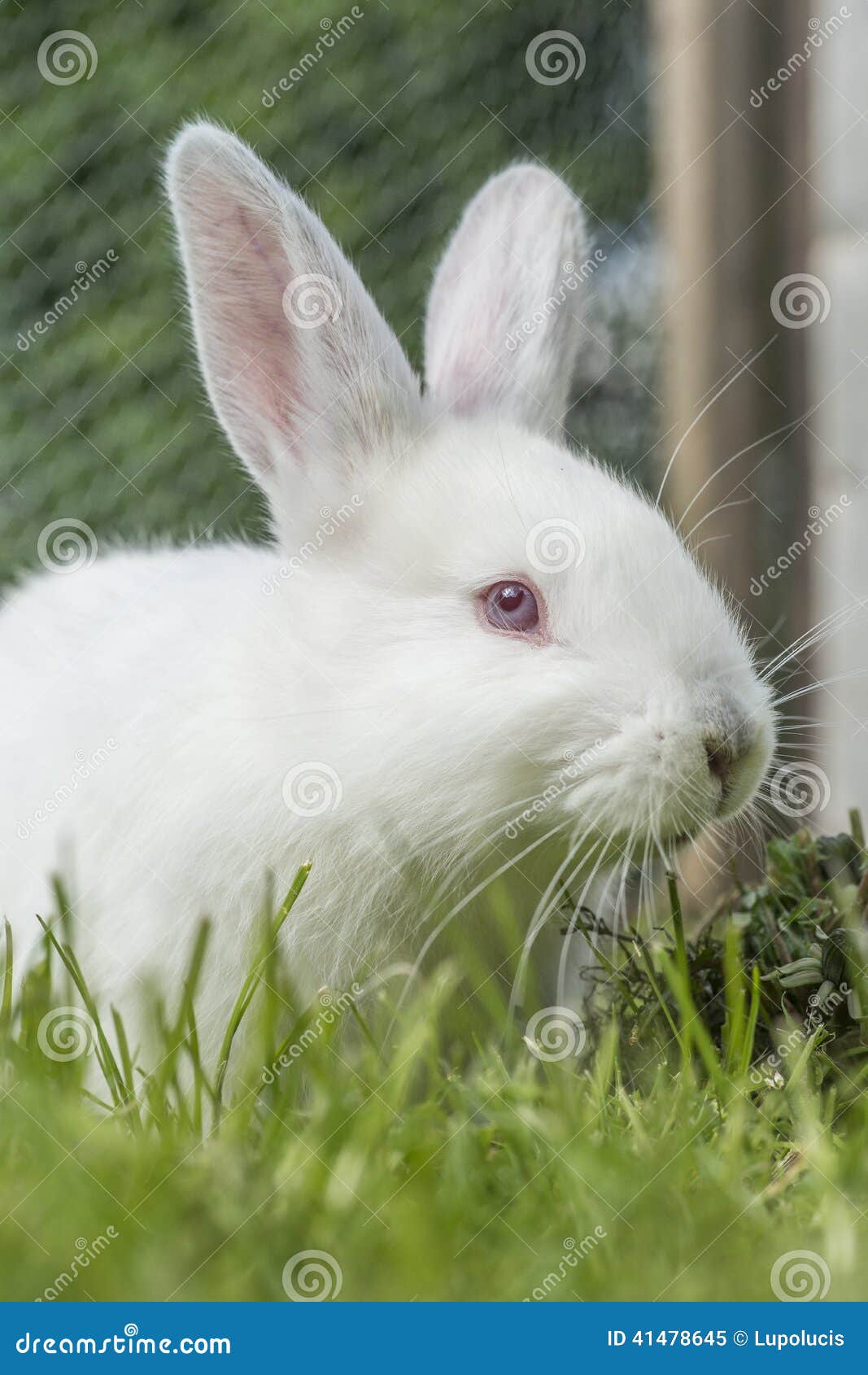 White albino rabbit stock image. Image of nature, meadow - 41478645
