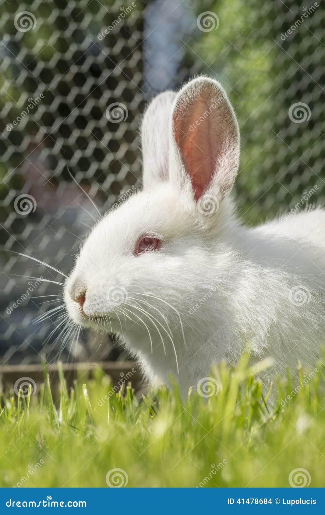 White albino rabbit stock photo. Image of mammal, clean - 41478684