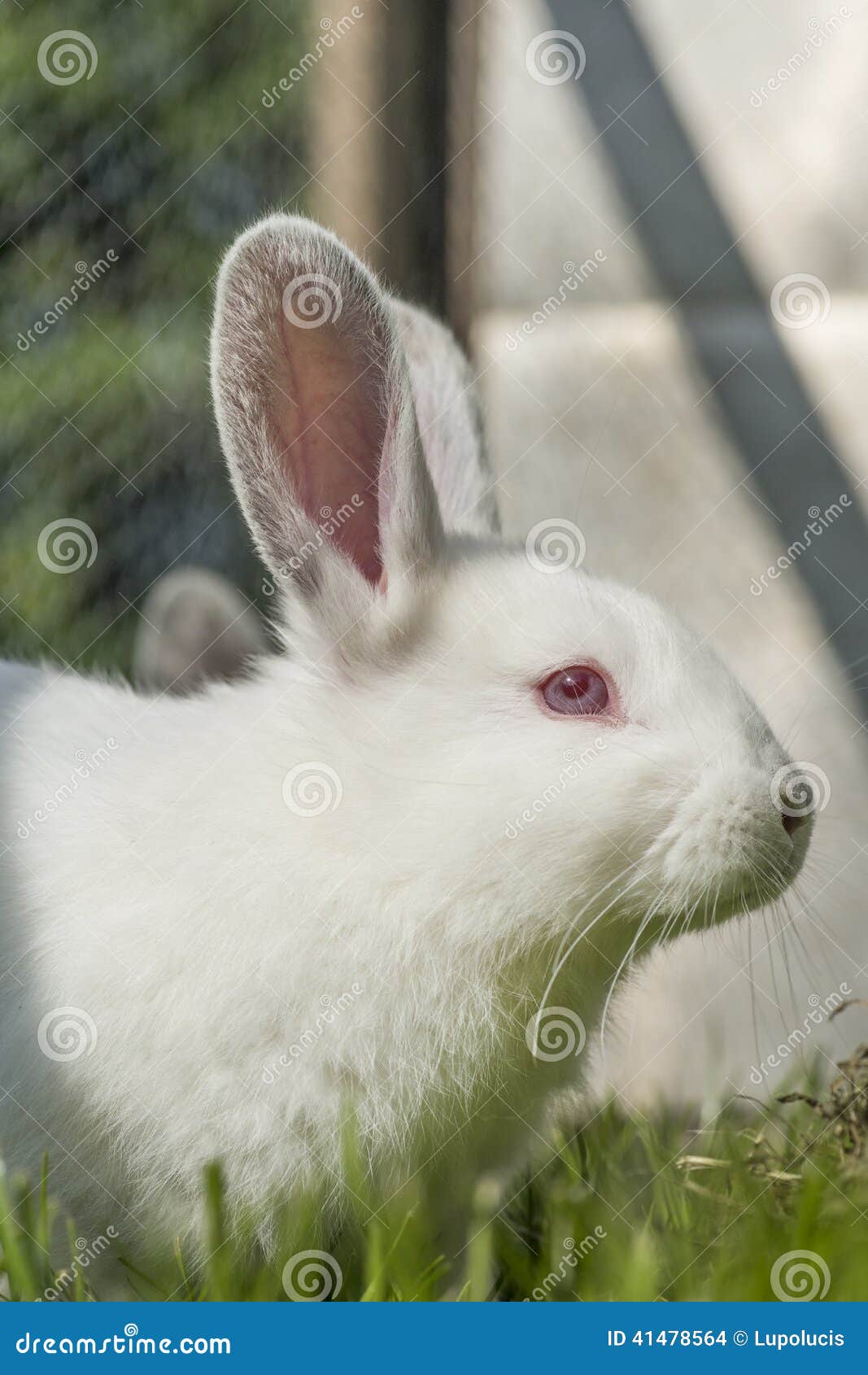 White albino rabbit stock photo. Image of clean, fluffy - 41478564