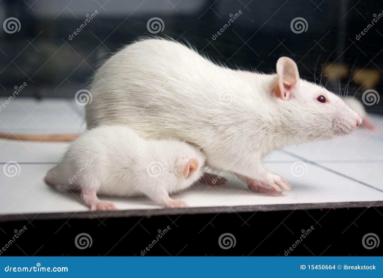 White (albino) Rat with Baby Rat on Board Stock Photo - Image of ...
