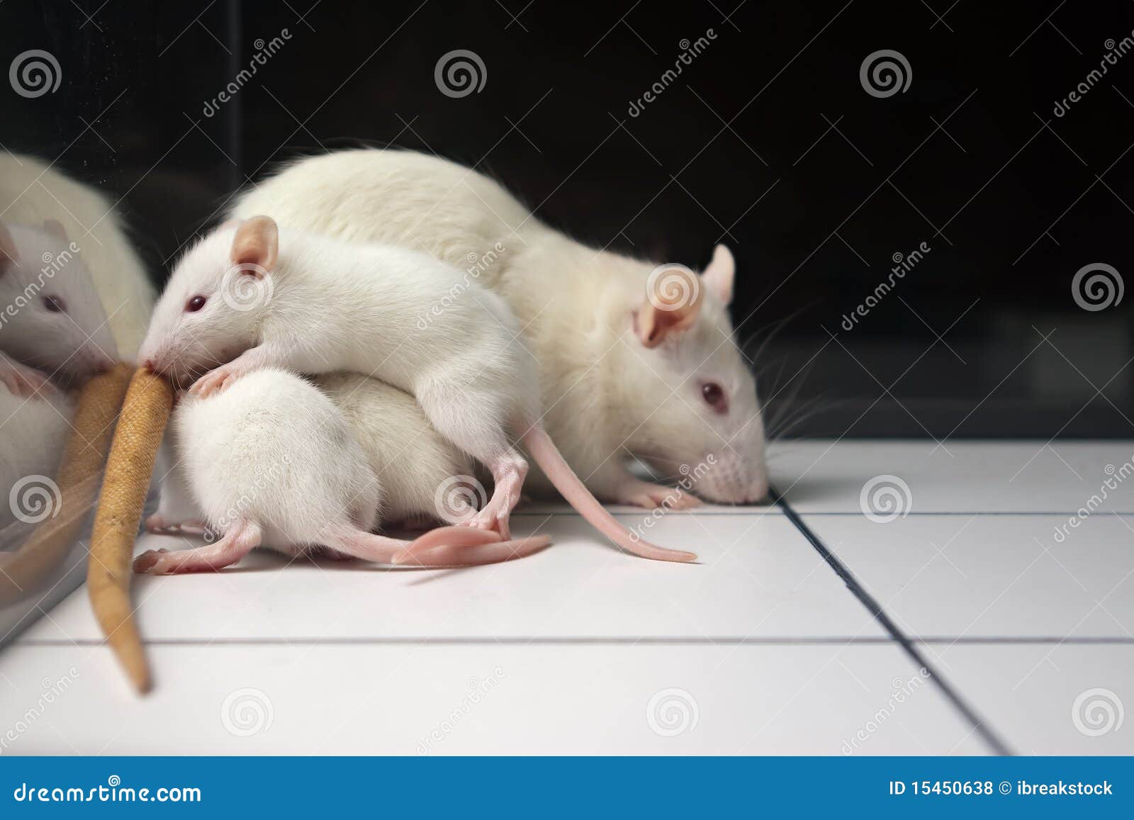White (albino) Rat with Baby Rats on Board Stock Photo - Image of body ...