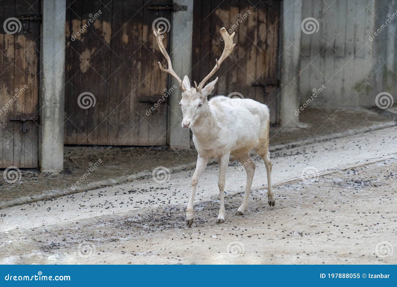 White albino roe deer stock image. Image of male, forest - 197888055