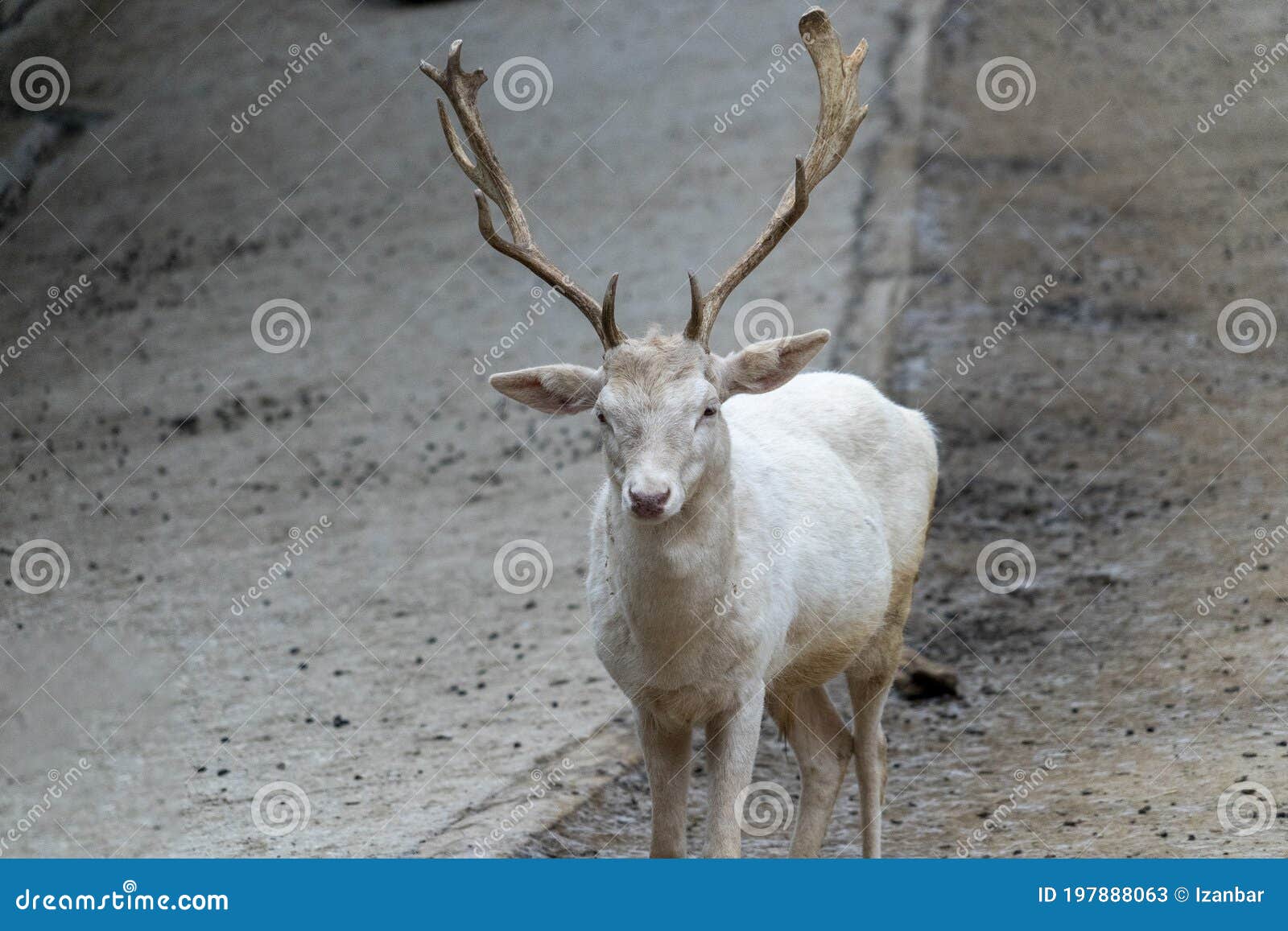White albino roe deer stock image. Image of beautiful - 197888063