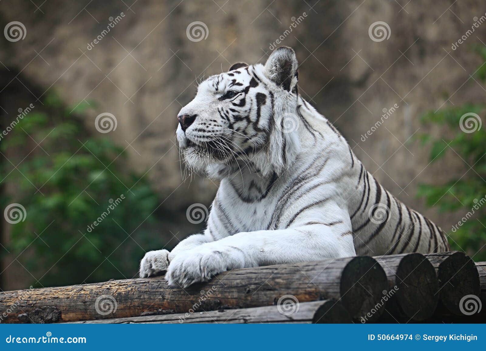 White albino tiger stock photo. Image of power, jaws - 50664974