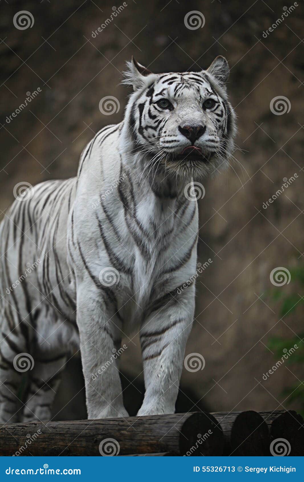 White albino tiger stock image. Image of feline, head - 55326713