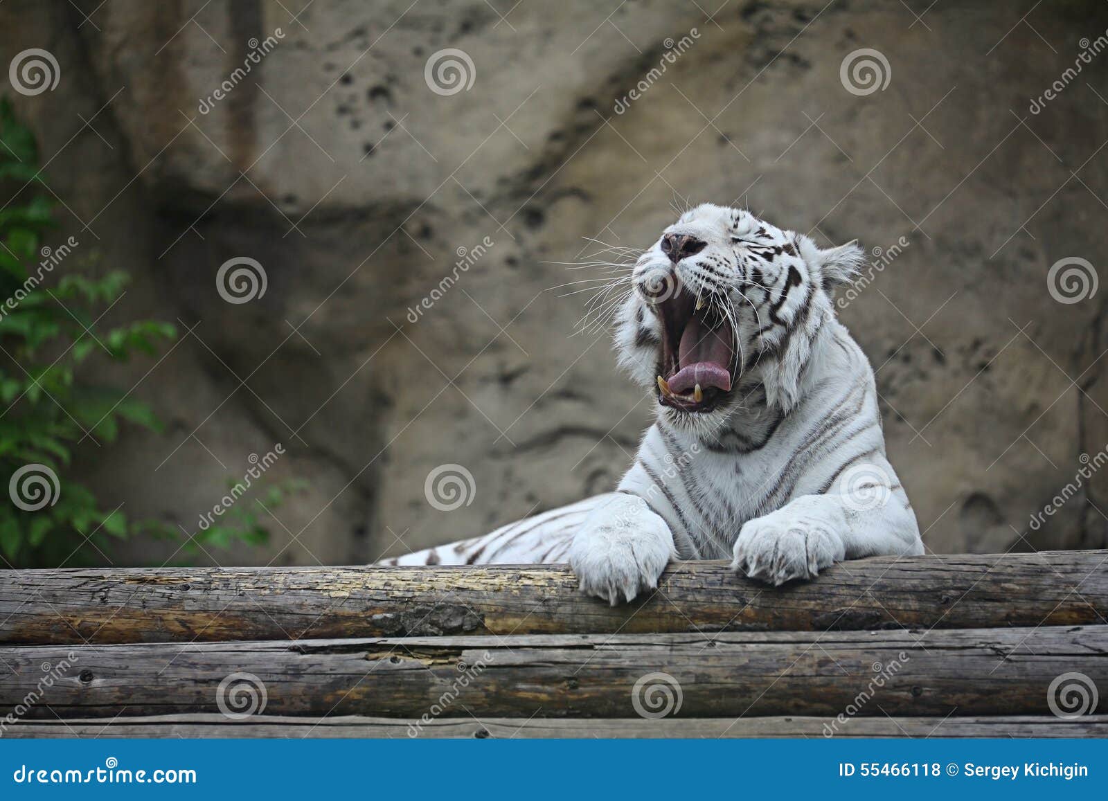 White albino tiger stock photo. Image of jungle, nature - 55466118