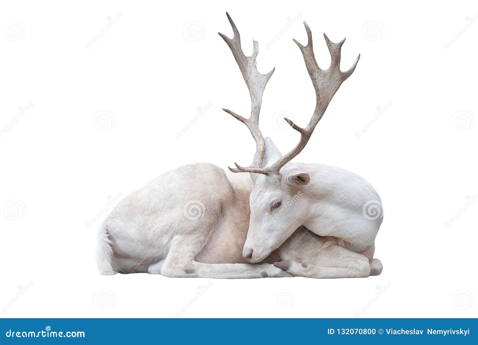 Red Deer On A White Background. Adult Male Red Deer (stag Or Hart ...
